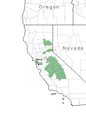Sequoiadendron giganteum