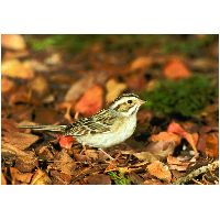 Clay-colored Sparrow (Spizella pallida) species page
