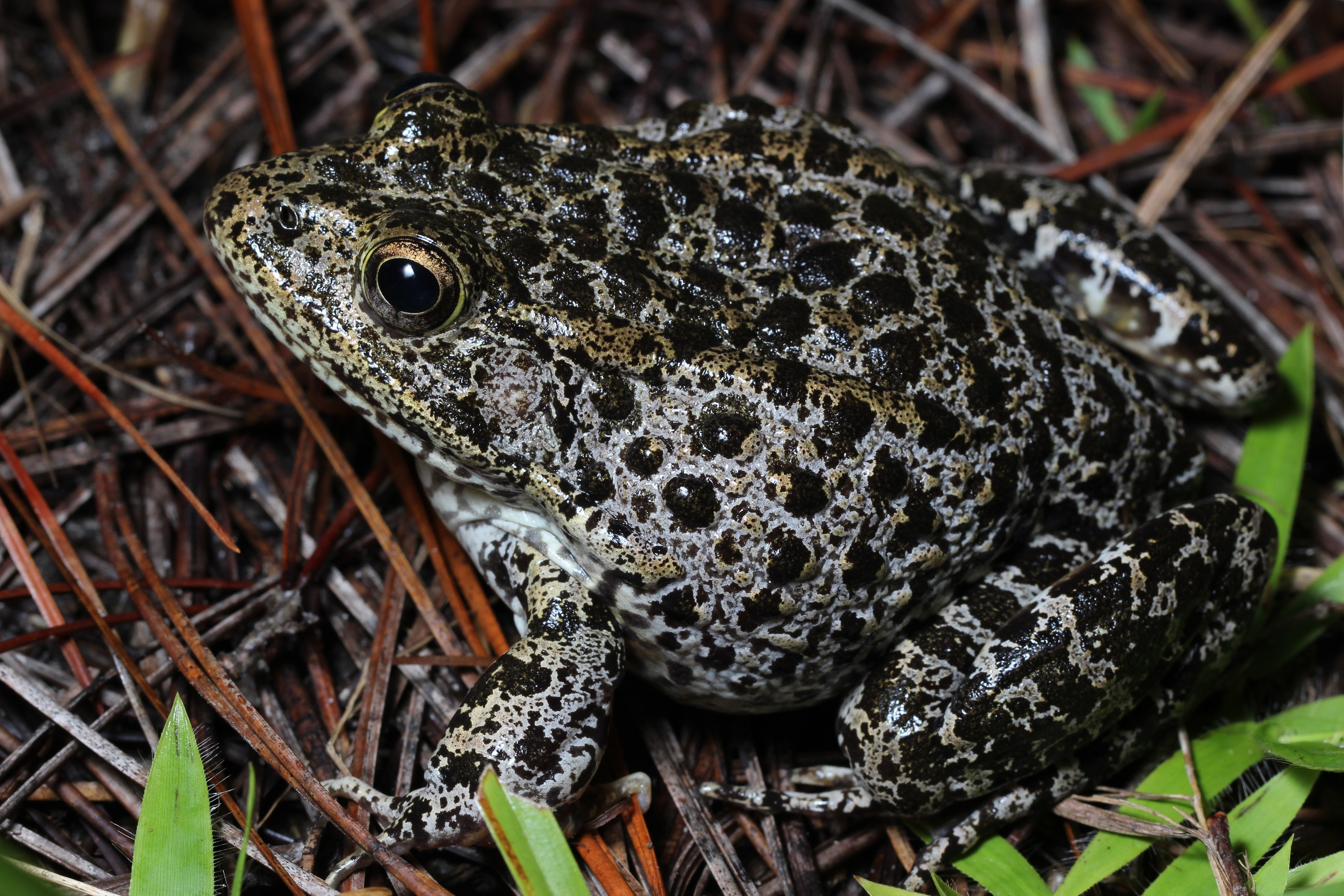 Rediscovering The Snoring Dusky Gopher Frog And Restoring Longleaf