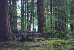 USFS CLACKAMAS GPS TEST SITE